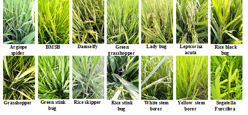 Paddy Doctor dataset | Paddy Doctor
